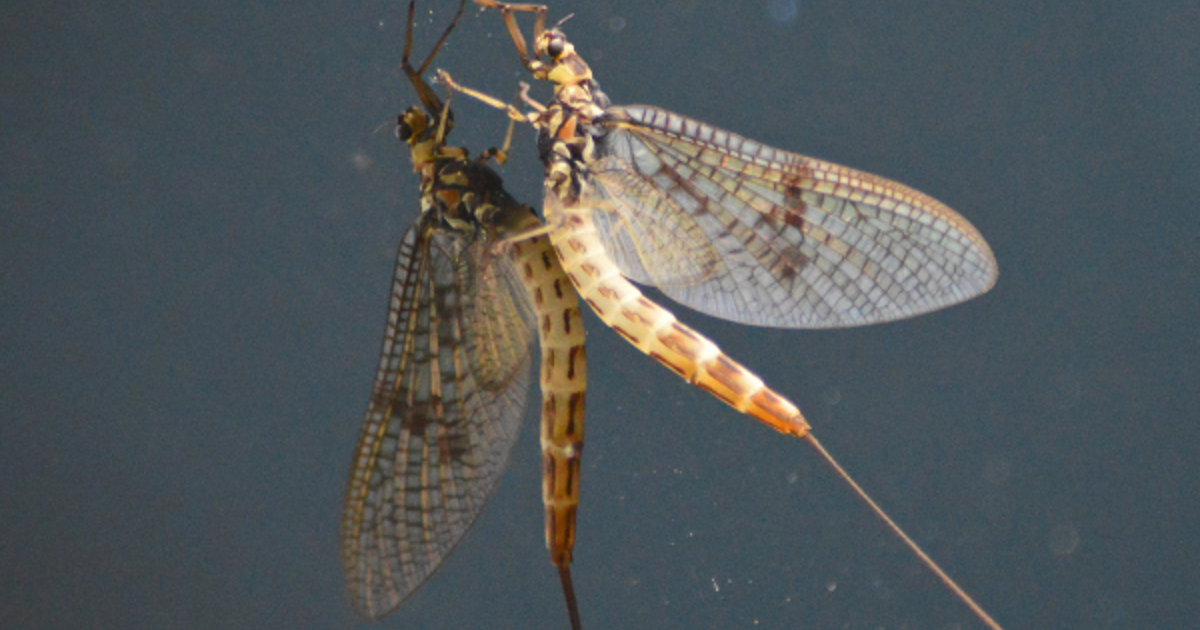 Swarms of Mayflies and Midges Can Appear on Weather Radar