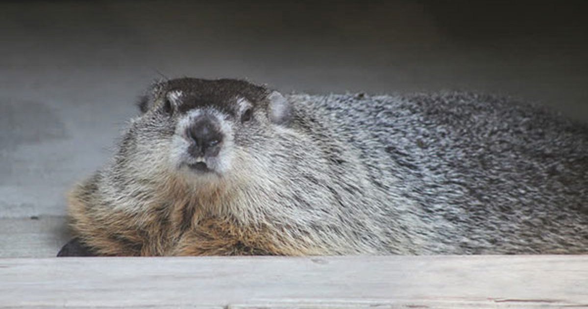 Buckeye Chuck, Ohio’s Weather-Predicting Groundhog, Now Lives in Cleveland