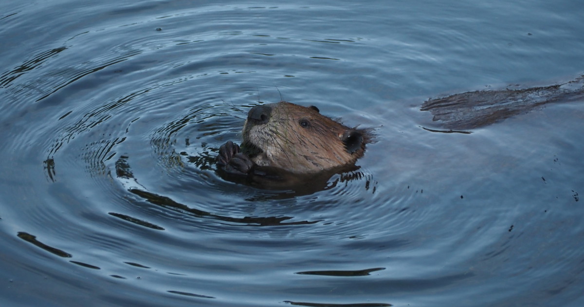 Beavers Are Gnawing Their Way Back to the Top in Ohio