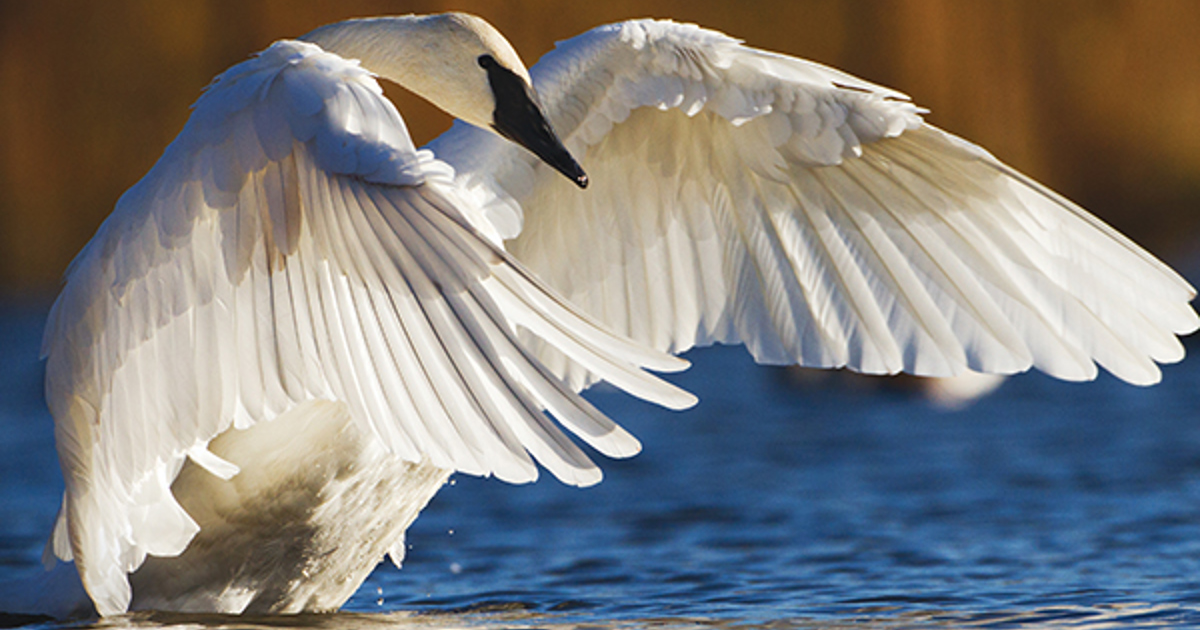 Trumpeter Swans Survived Habitat Loss and Now Thrive in Ohio