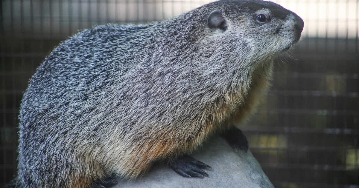 Buckeye Chuck Predicts An Early Spring In 2026