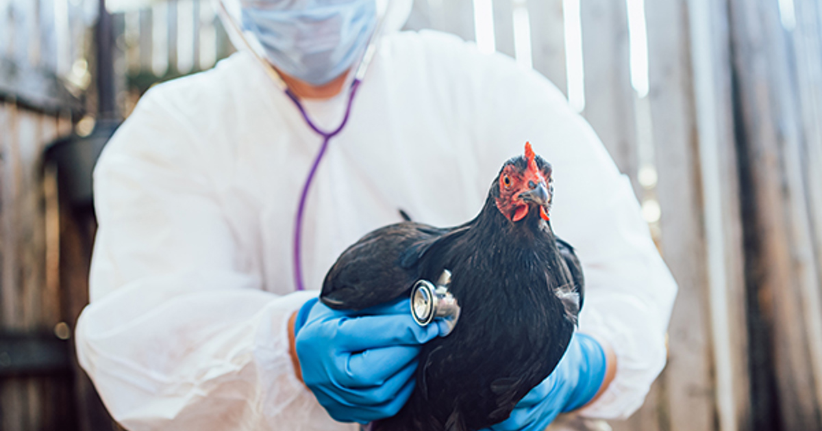 What To Know About Bird Flu in Ohio