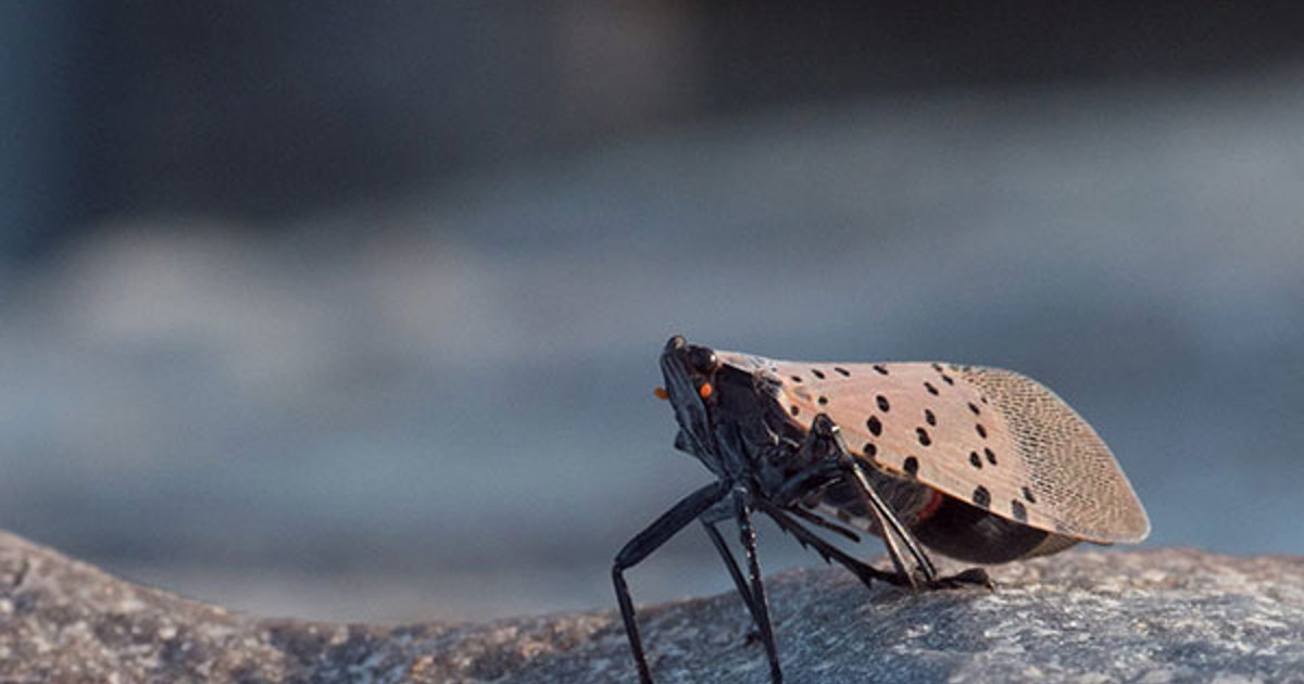 Spotted Lanternflies Are All Over Cleveland: Here’s What to Know About ...